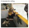 40+ Funny Dog Memes That'll Have Tails-A-Waggin' (September 29, 2023)