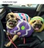 40+ Funny Dog Memes That'll Have Tails-A-Waggin' (September 29, 2023)