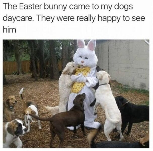 40+ Funny Dog Memes That'll Have Tails-A-Waggin' (September 29, 2023)