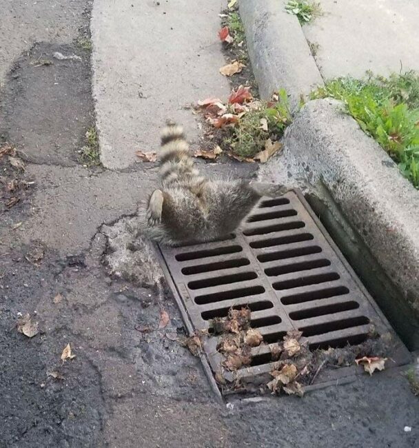 "Please Help Human" — 40 Funny Times Animals Got Trapped By Their Own ...