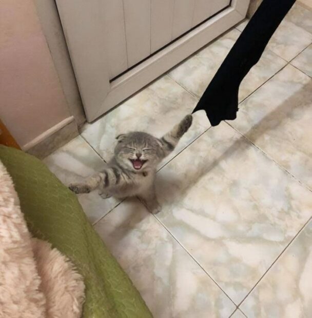 "Please Help Human" — 40 Funny Times Animals Got Trapped By Their Own ...