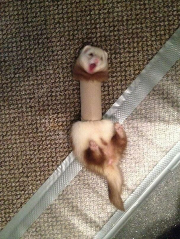 "Please Help Human" — 40 Funny Times Animals Got Trapped By Their Own ...