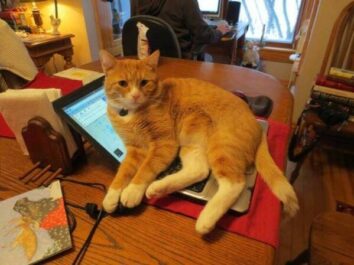 35 Funny And/Or Random Pics To Satisfy Your Need For A Midday Pick-Me ...