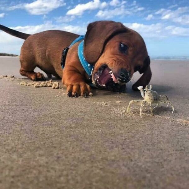 35 Weirdly Adorable Animal Pictures That'll Make You Say "Aww, Wait, WTF?"