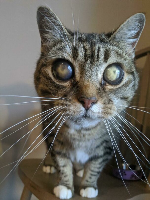 35 Weirdly Adorable Animal Pictures That'll Make You Say "Aww, Wait, WTF?"