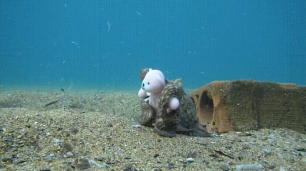 35 Weirdly Adorable Animal Pictures That'll Make You Say "Aww, Wait, WTF?"