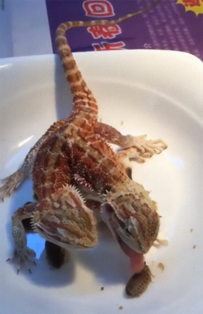 35 Weirdly Adorable Animal Pictures That'll Make You Say "Aww, Wait, WTF?"