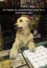 40 Funny Doggo Memes For Devoted Dog Owners And Animal Comedy ...