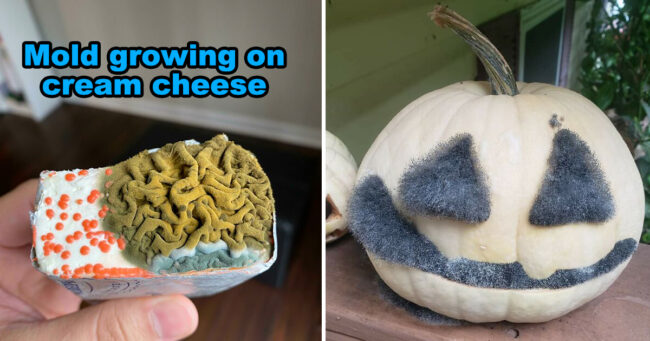 35 People Share Wild Pictures Of Mold Growth That Are "Moldly Interesting"