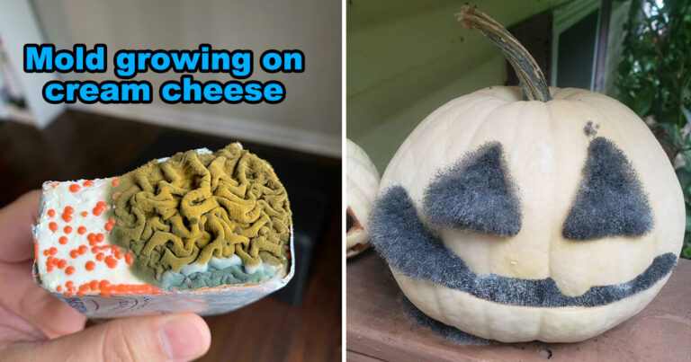 35 People Share Wild Pictures Of Mold Growth That Are "Moldly Interesting"
