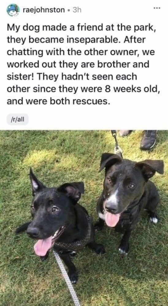 Your Midweek Treat Of 40 Funny Doggo Memes (October 11, 2023)