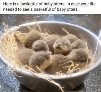 45 Funny Animal Memes To Brighten Up Your Workweek (October 2, 2023)