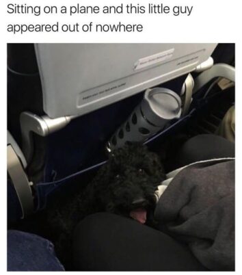 40+ Funny Dog Memes To Get You Through This Week (October 24, 2023)