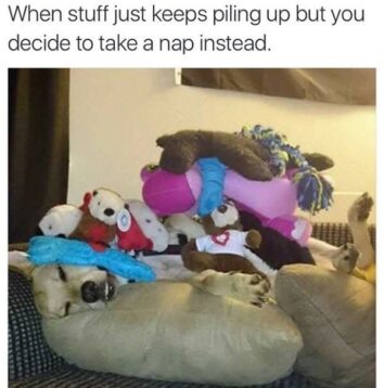 40+ Funny Dog Memes To Get You Through This Week (October 24, 2023)