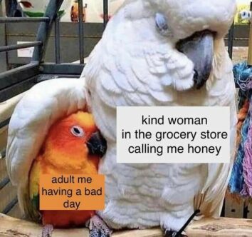 40 Funny Bird Memes That'll Fly With Just About Any Crowd