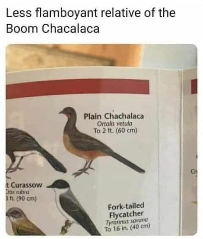 40 Funny Bird Memes That'll Fly With Just About Any Crowd