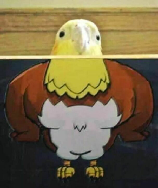 40 Funny Bird Memes That'll Fly With Just About Any Crowd