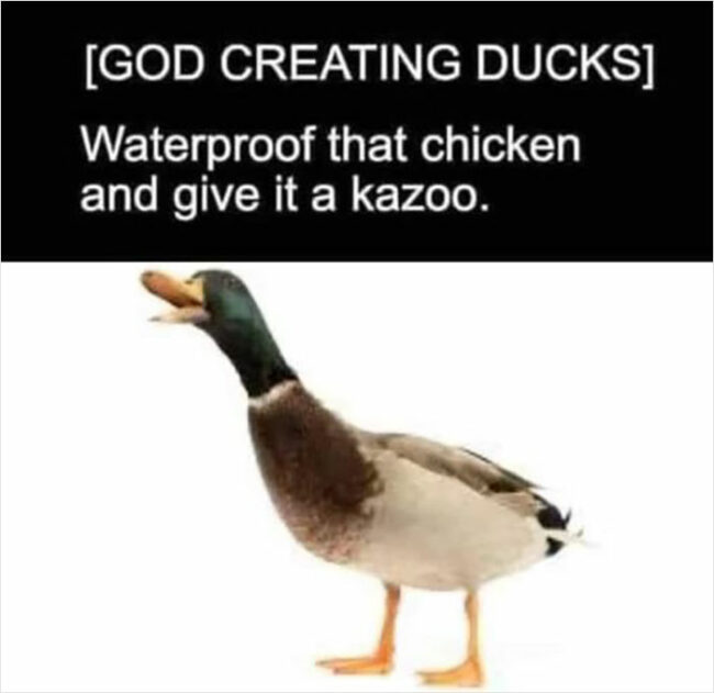 40 Funny Bird Memes That'll Fly With Just About Any Crowd