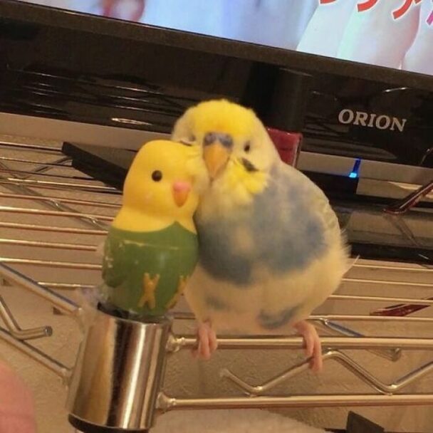 40 Funny Bird Memes That'll Fly With Just About Any Crowd