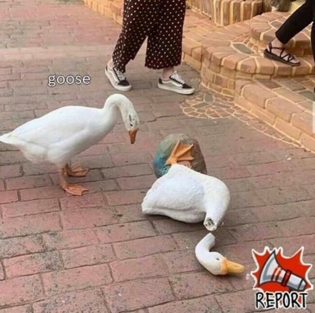 40 Funny Bird Memes That'll Fly With Just About Any Crowd