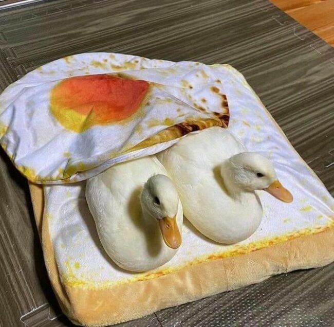 40 Funny Bird Memes That'll Fly With Just About Any Crowd