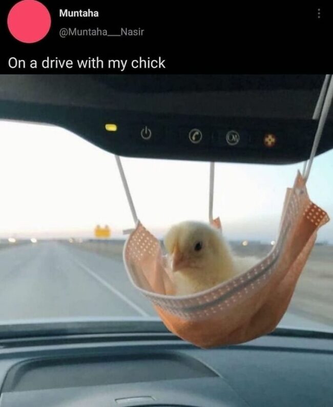 40 Funny Bird Memes That'll Fly With Just About Any Crowd