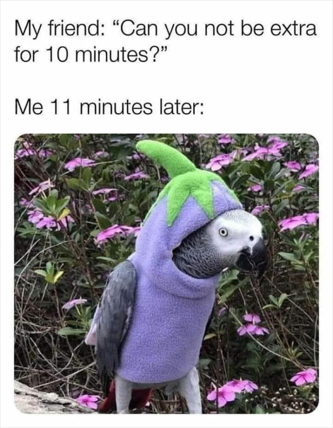 40 Funny Bird Memes That'll Fly With Just About Any Crowd