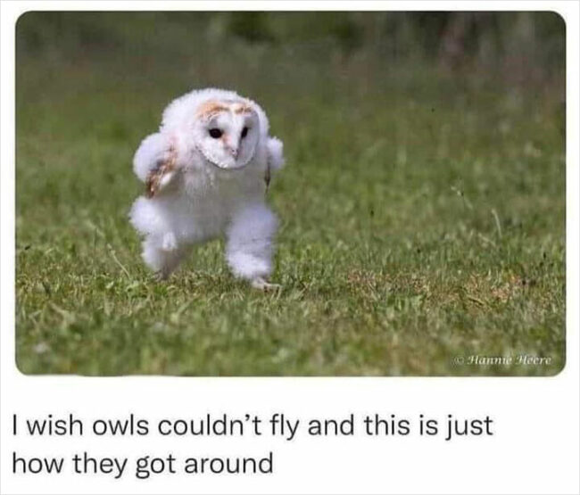 40 Funny Bird Memes That'll Fly With Just About Any Crowd