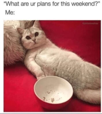 Start Your Work Week Right: 40 Funny Cat Memes For Monday Inspiration ...