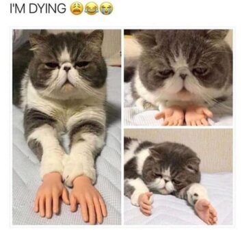 45 Funny Animal Memes To Brighten Up Your Workweek (October 2, 2023)