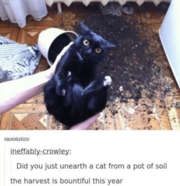 45 Purrfectly Relatable Cat Memes To Wrap Up Your Week With Laughter ...