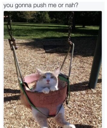 45 Purrfectly Relatable Cat Memes To Wrap Up Your Week With Laughter ...