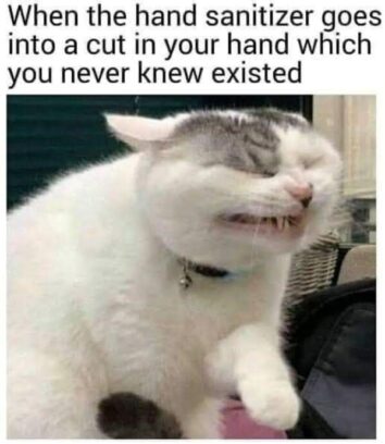 40 Hissterial Cat Memes To Get Your Shorter Work Week Started With ...