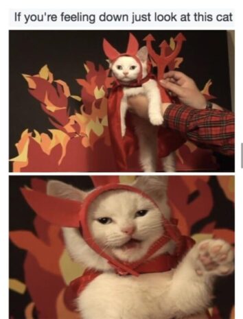 45 Purrfectly Relatable Cat Memes To Wrap Up Your Week With Laughter ...