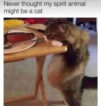 45 Purrfectly Relatable Cat Memes To Wrap Up Your Week With Laughter ...