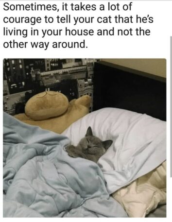 Start Your Work Week Right: 40 Funny Cat Memes For Monday Inspiration ...