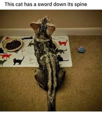 40 Hissterial Cat Memes To Get Your Shorter Work Week Started With ...