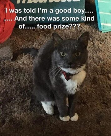 40 Hissterial Cat Memes To Get Your Shorter Work Week Started With ...