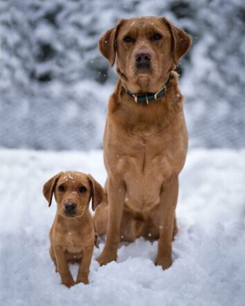 50 Side-By-Side Photos Of Puppies Maturing Into Majestic Adults From ...