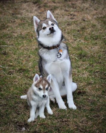50 Side-By-Side Photos Of Puppies Maturing Into Majestic Adults From ...
