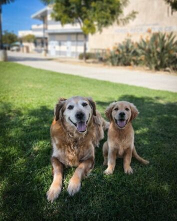 50 Side-By-Side Photos Of Puppies Maturing Into Majestic Adults From ...