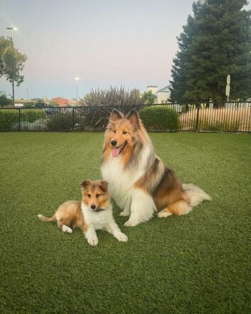 50 Side-By-Side Photos Of Puppies Maturing Into Majestic Adults From ...