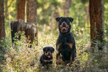 50 Side-By-Side Photos Of Puppies Maturing Into Majestic Adults From ...