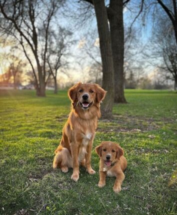50 Side-By-Side Photos Of Puppies Maturing Into Majestic Adults From ...