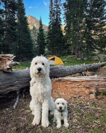 50 Side-By-Side Photos Of Puppies Maturing Into Majestic Adults From ...