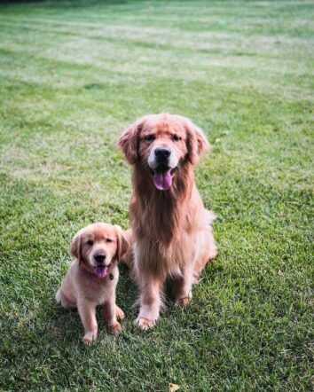 50 Side-By-Side Photos Of Puppies Maturing Into Majestic Adults From ...