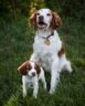 50 Side-By-Side Photos Of Puppies Maturing Into Majestic Adults From ...
