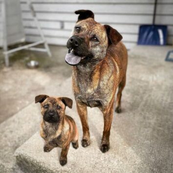 50 Side-By-Side Photos Of Puppies Maturing Into Majestic Adults From ...