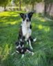 50 Side-By-Side Photos Of Puppies Maturing Into Majestic Adults From ...
