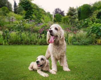 50 Side-By-Side Photos Of Puppies Maturing Into Majestic Adults From ...